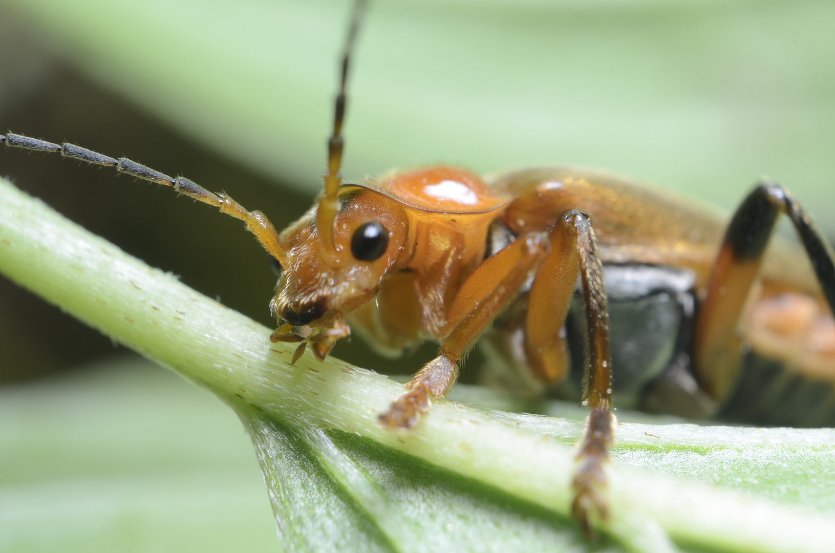Käfer Foto & Bild | tiere, wildlife, insekten Bilder auf fotocommunity