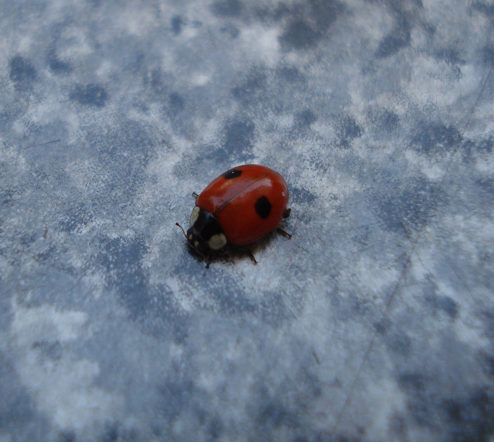 Käfer Foto & Bild | tiere, natur Bilder auf fotocommunity