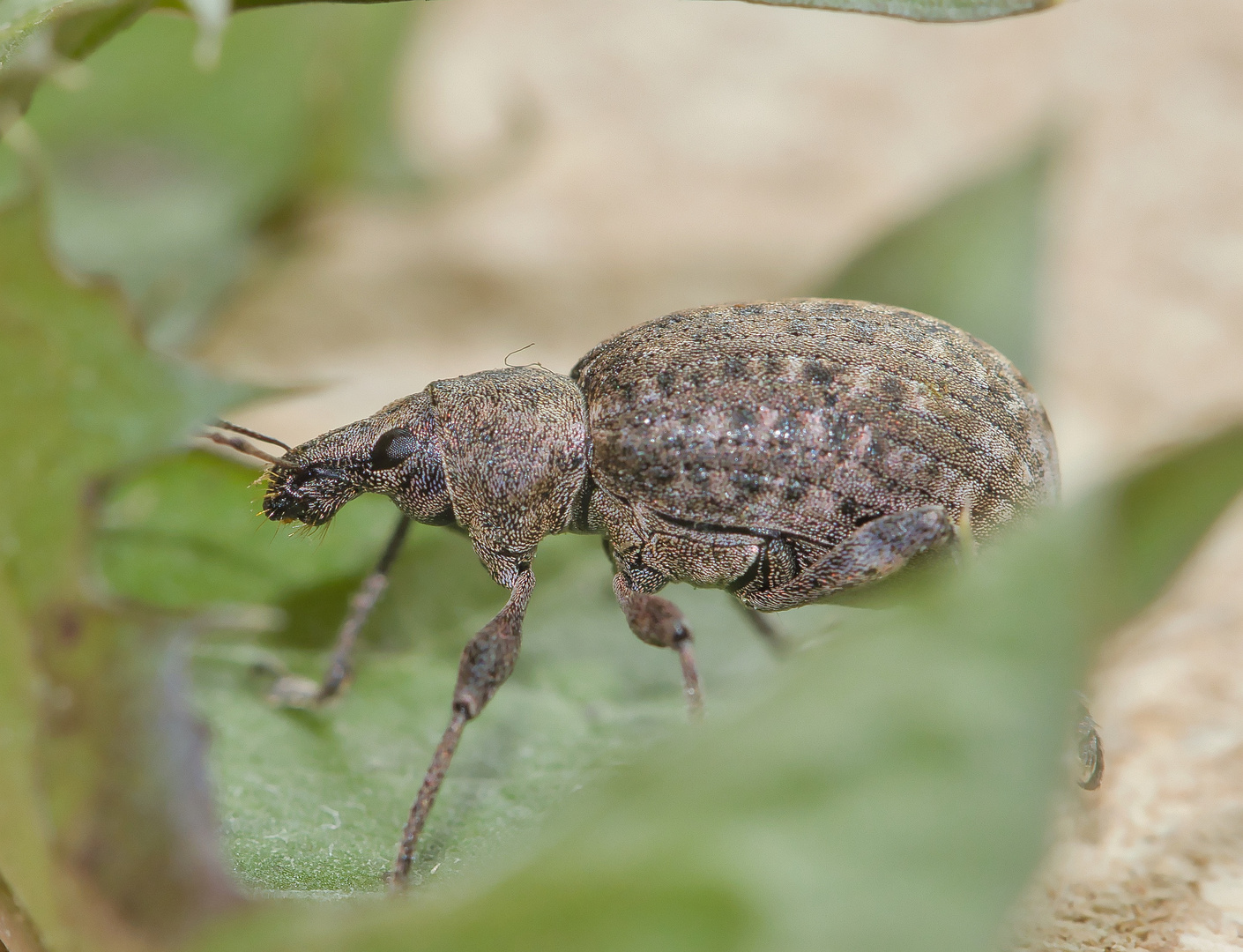 Käfer Foto & Bild | tiere, wildlife, insekten Bilder auf fotocommunity