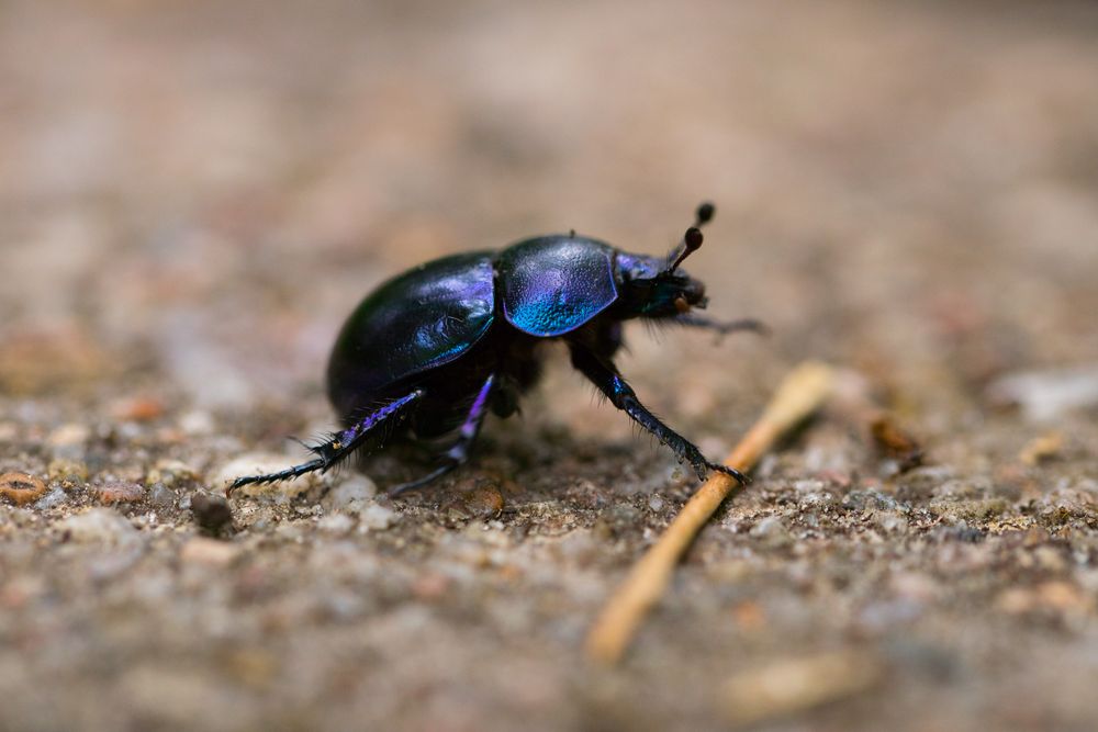 Käfer Foto & Bild | fotos, natur, landschaft Bilder auf fotocommunity