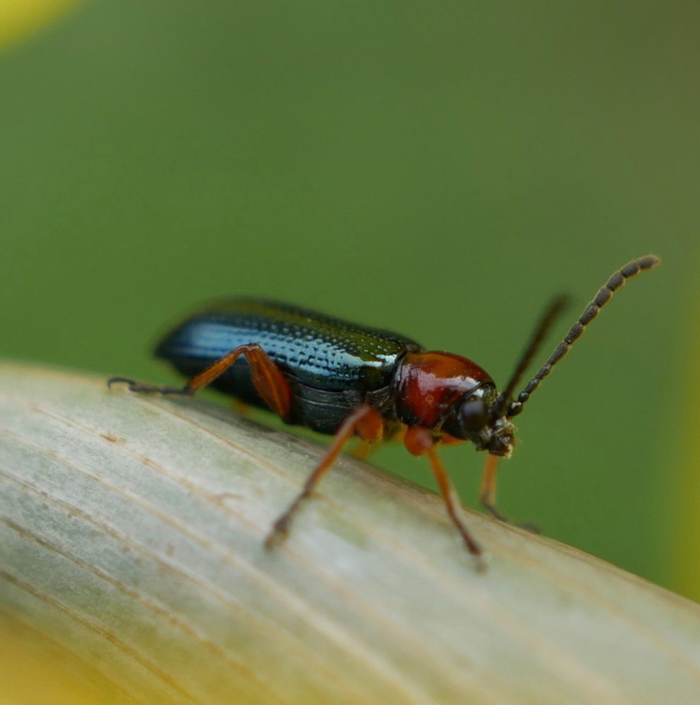 Käfer Foto & Bild | tiere, tierdetails, fotos Bilder auf fotocommunity