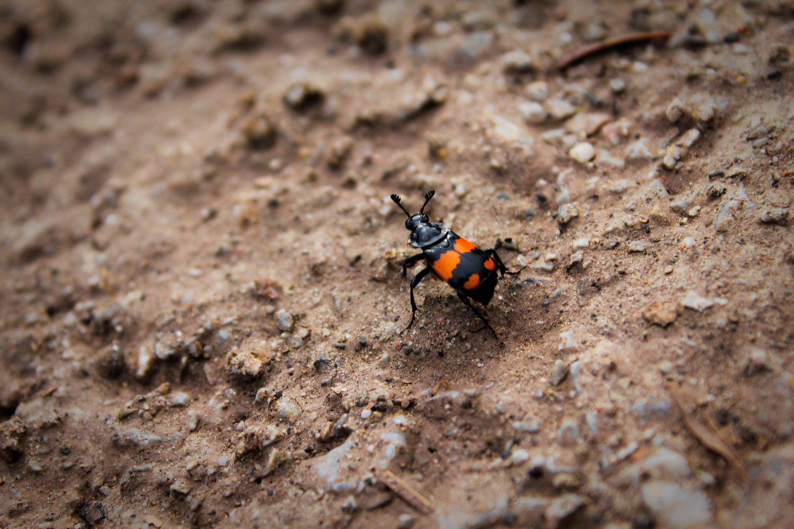 Käfer Foto & Bild | tiere, tierdetails, natur Bilder auf fotocommunity