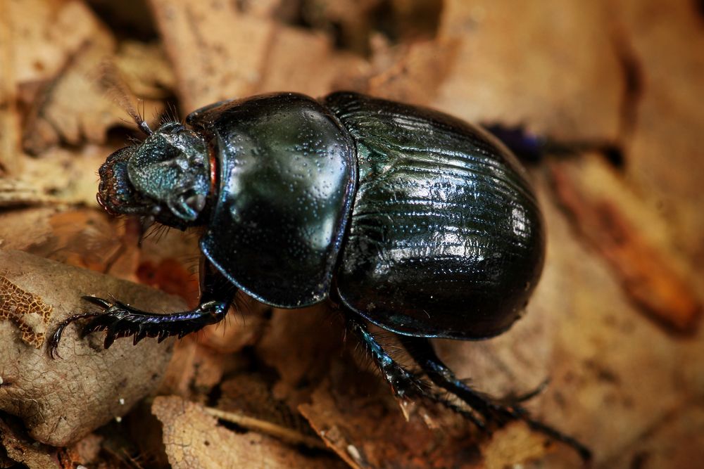 Käfer Foto & Bild | tiere, wildlife, insekten Bilder auf fotocommunity