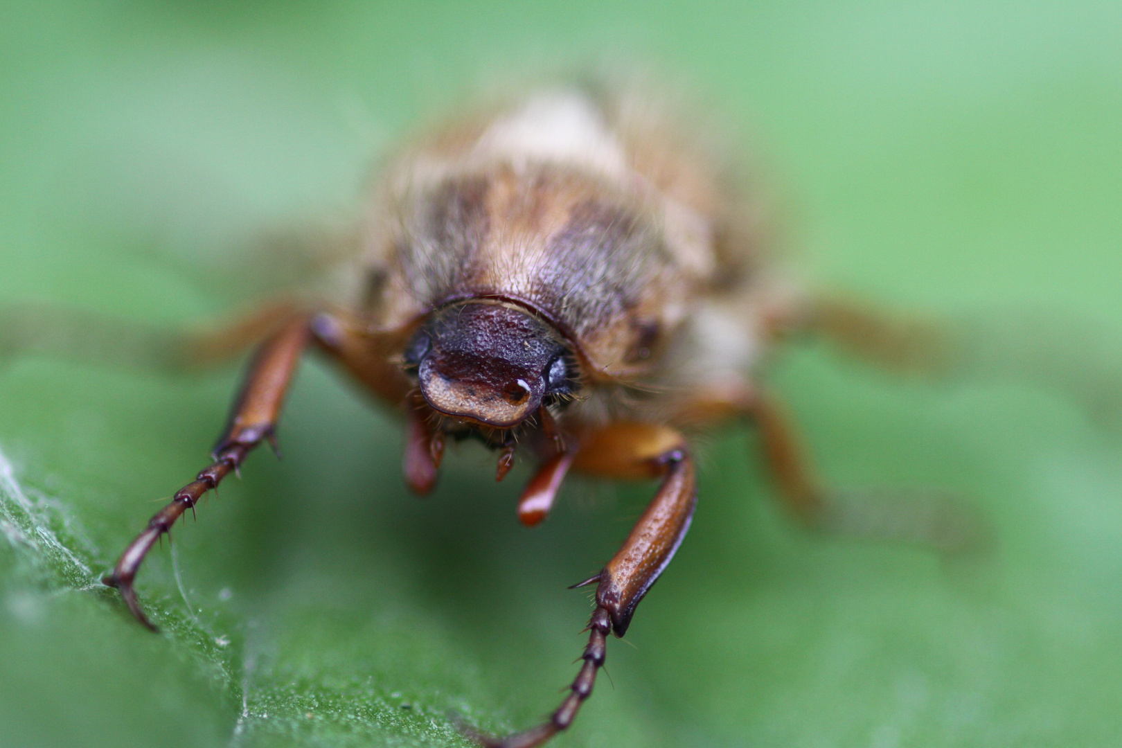 Käfer.. Foto & Bild | tiere, natur Bilder auf fotocommunity