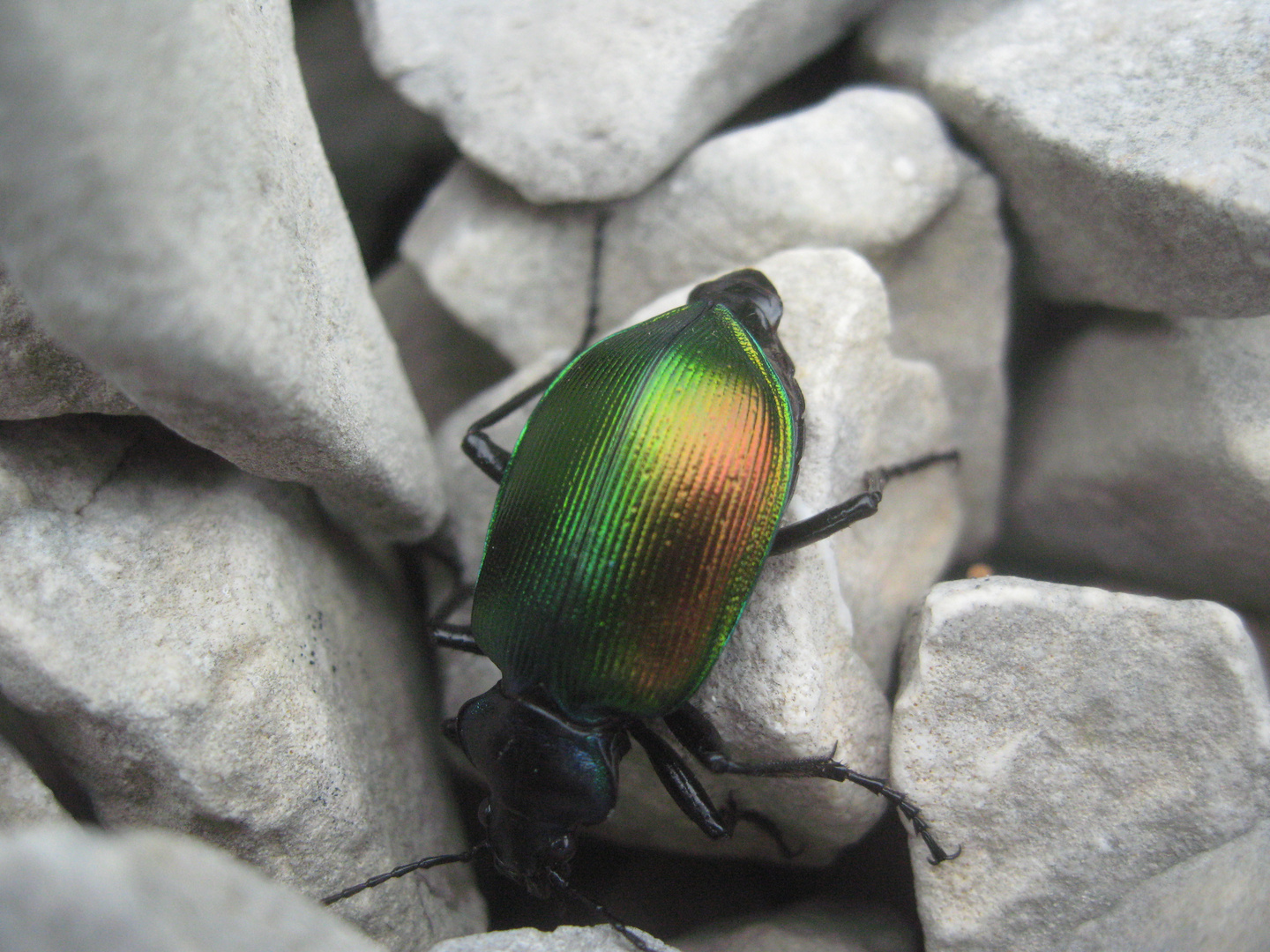 Käfer Foto & Bild | tiere, wildlife, insekten Bilder auf fotocommunity