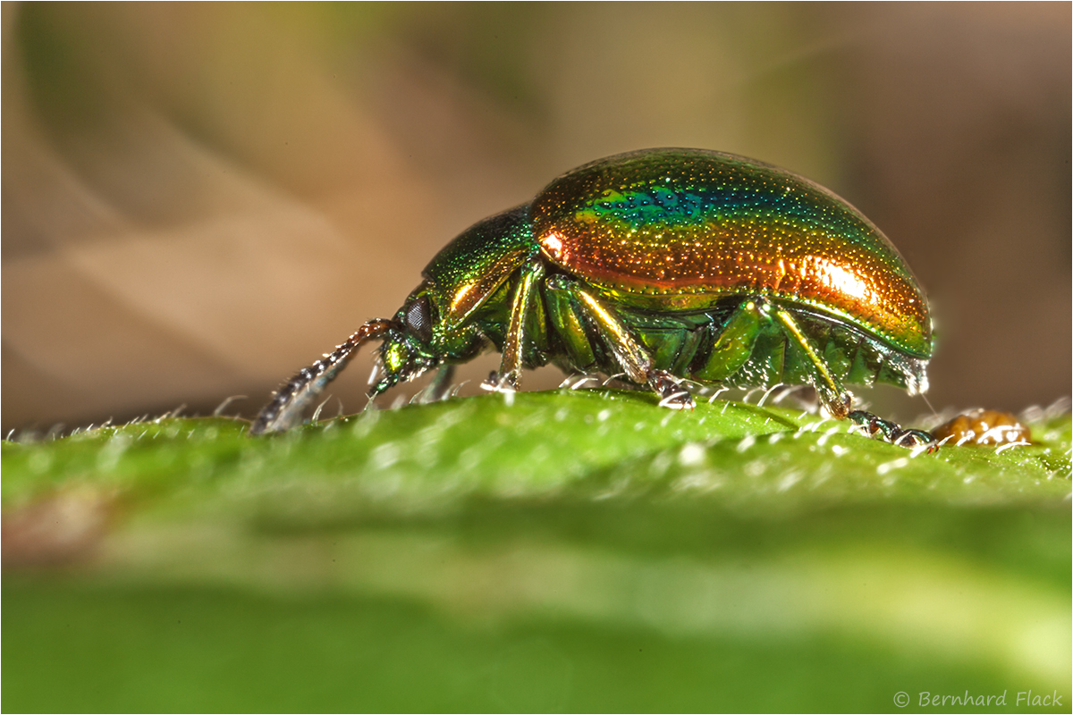 Käfer Foto & Bild | tiere, wildlife, insekten Bilder auf fotocommunity