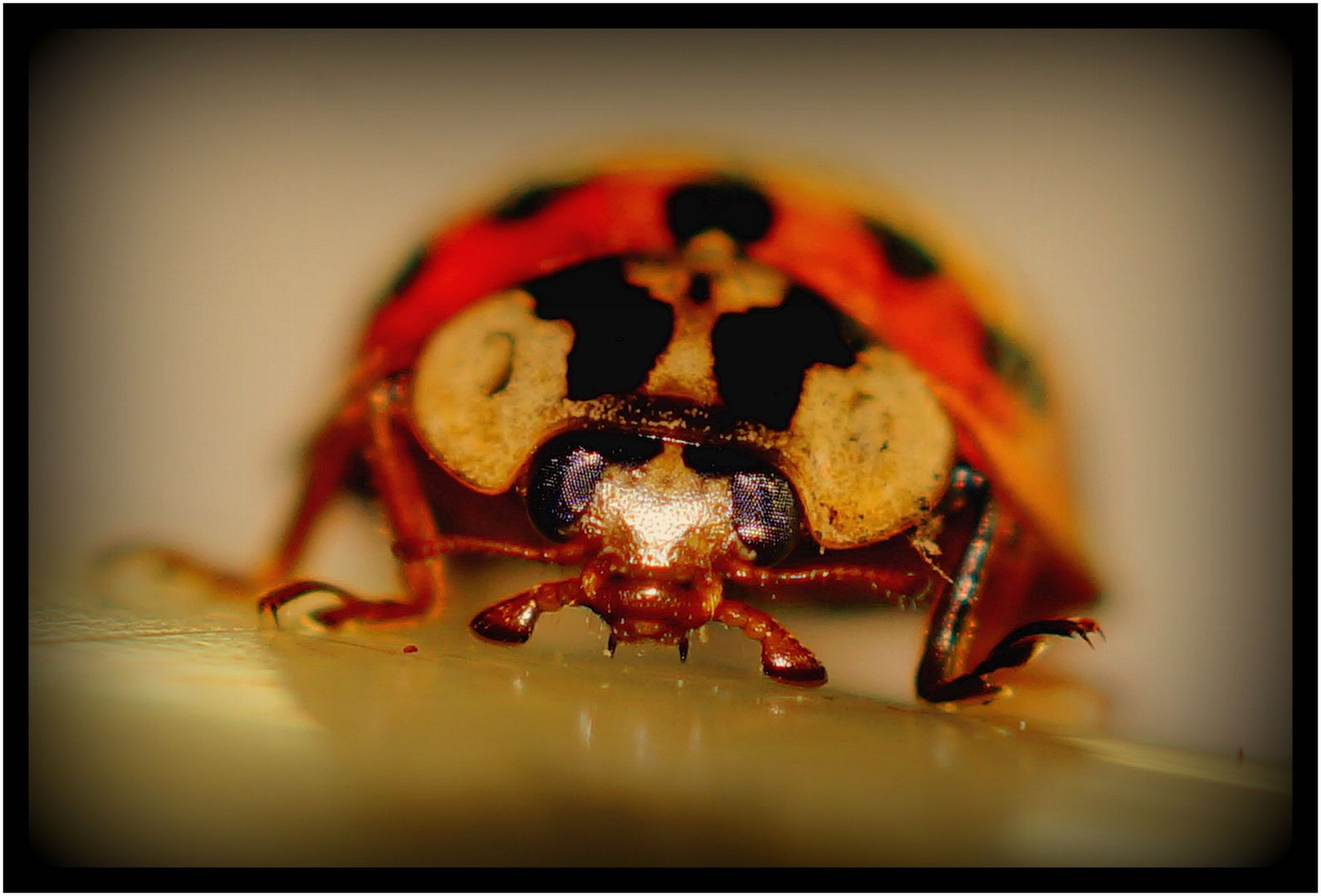 Käfer Foto & Bild | tiere, tierdetails, marinenkäfer Bilder auf ...