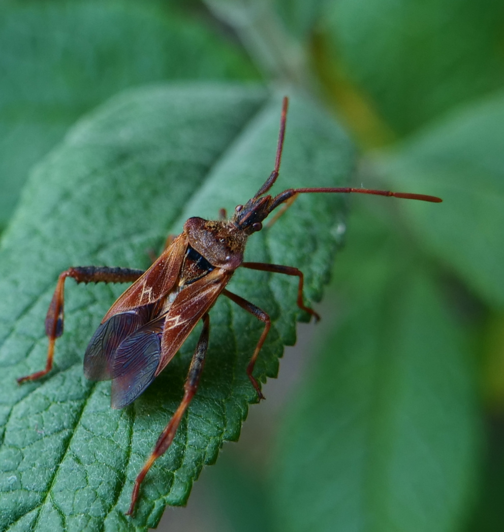 Käfer Foto & Bild | tiere, wildlife, insekten Bilder auf fotocommunity