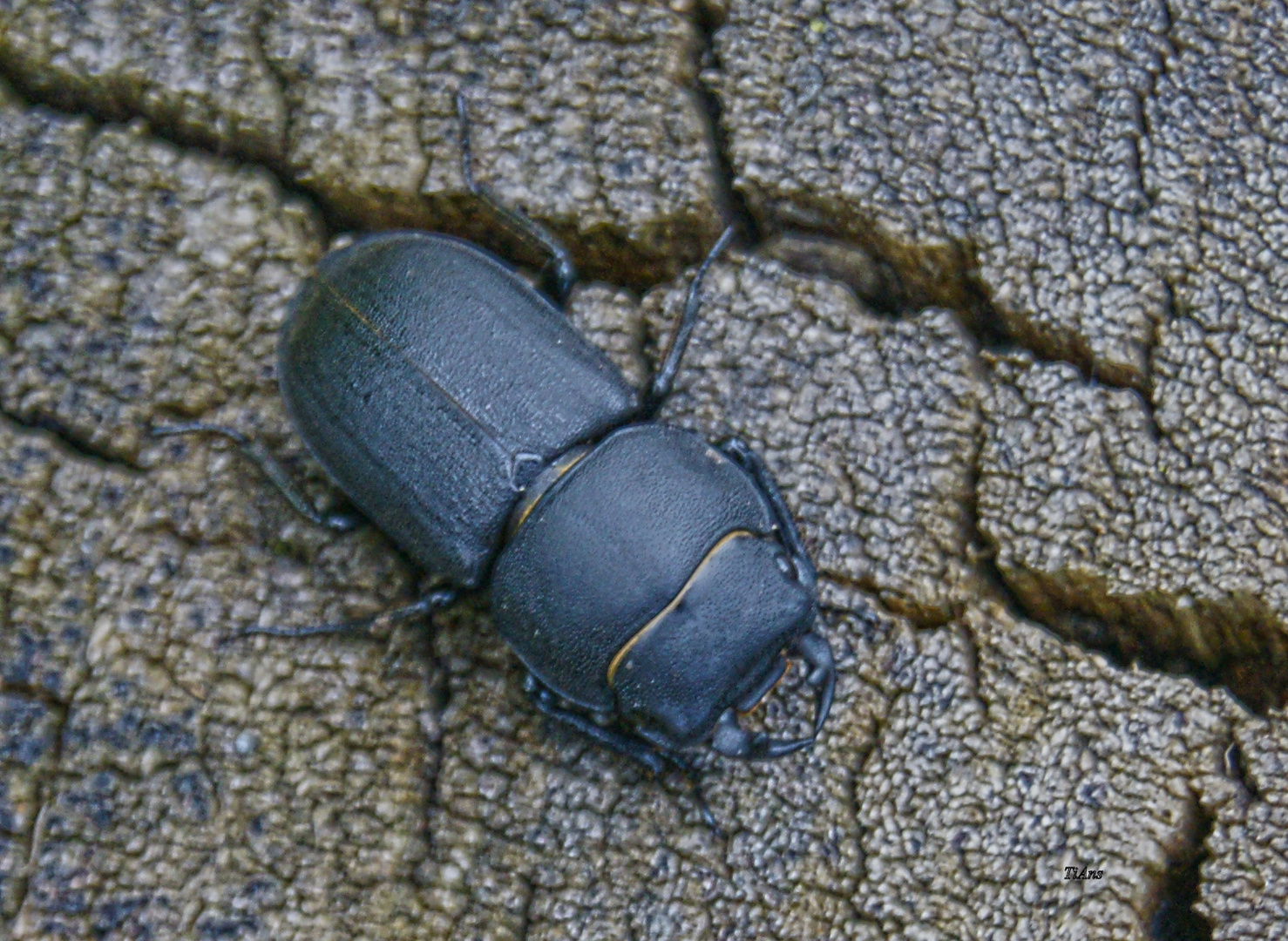 KÄFER Foto & Bild | tiere, wildlife, insekten Bilder auf fotocommunity
