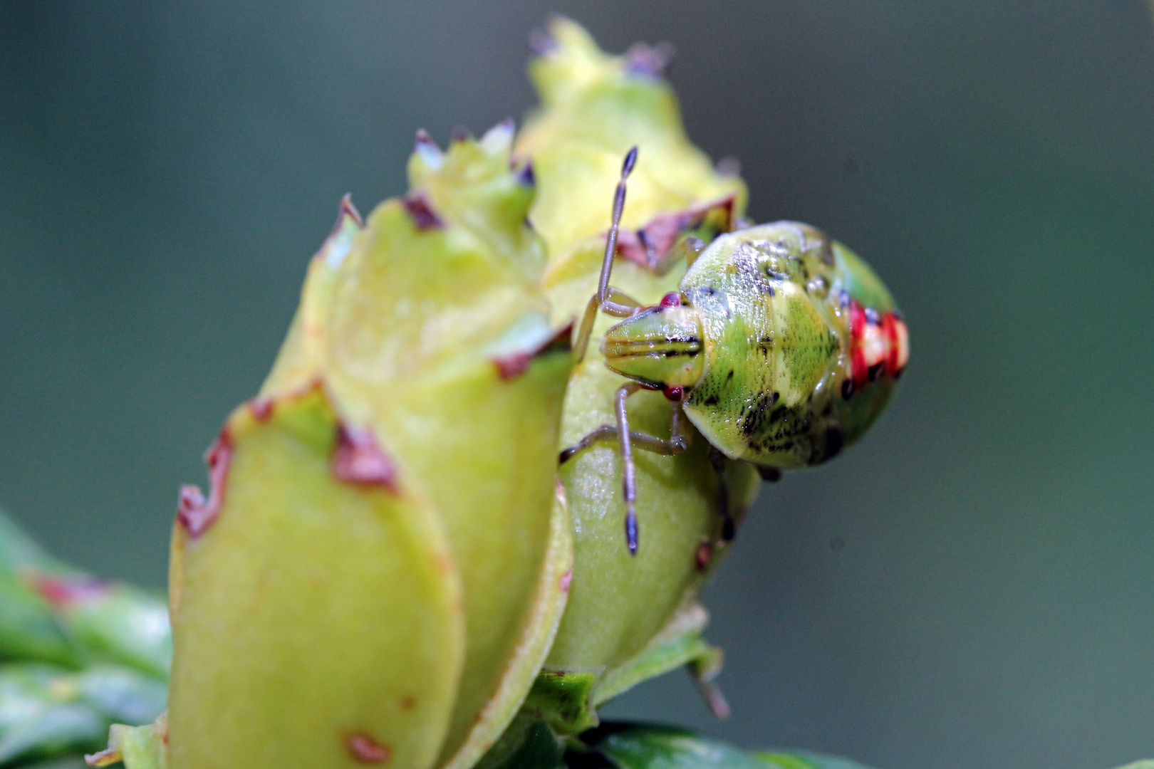 Käfer Foto & Bild | tiere, wildlife, insekten Bilder auf fotocommunity