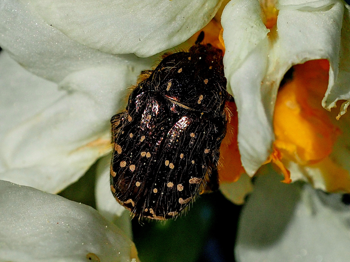 "Käfer " Foto & Bild | tiere, wildlife, insekten Bilder auf fotocommunity
