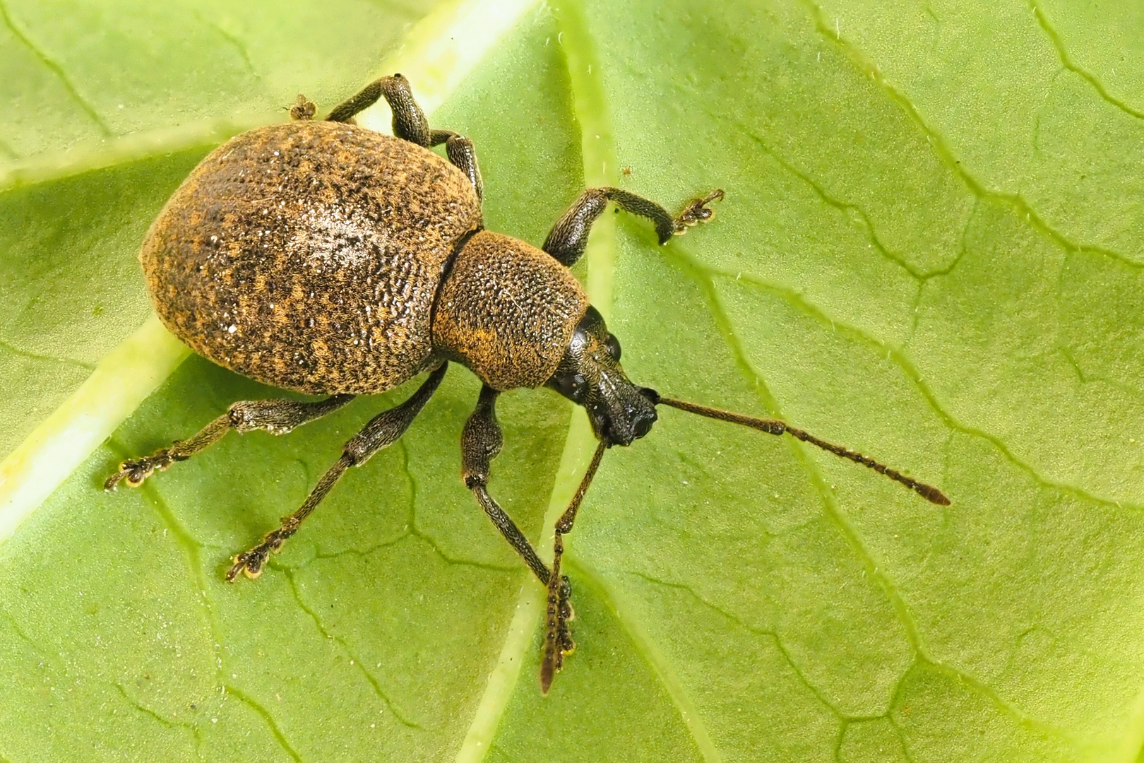 Käfer Foto & Bild | tiere, wildlife, insekten Bilder auf fotocommunity