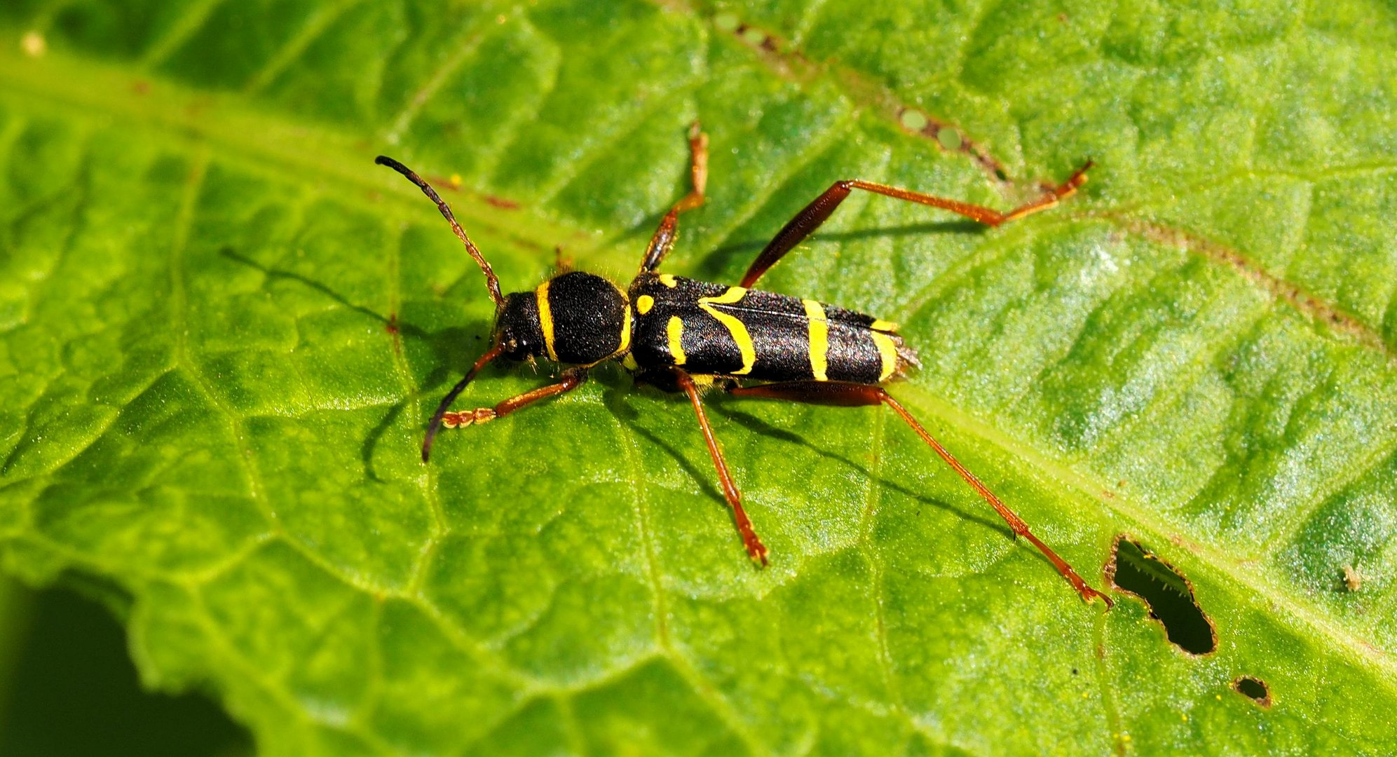 Käfer Foto & Bild | natur, wildlife, käfer Bilder auf fotocommunity