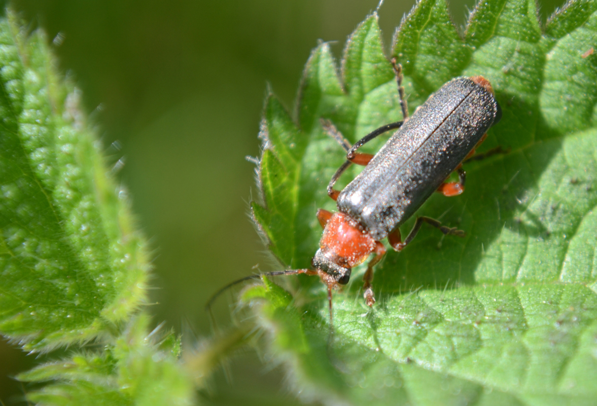 Käfer Foto & Bild | tiere, natur Bilder auf fotocommunity