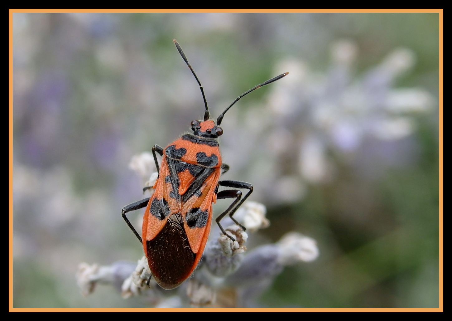 Käfer Foto & Bild | natur, tiere, käfer Bilder auf fotocommunity