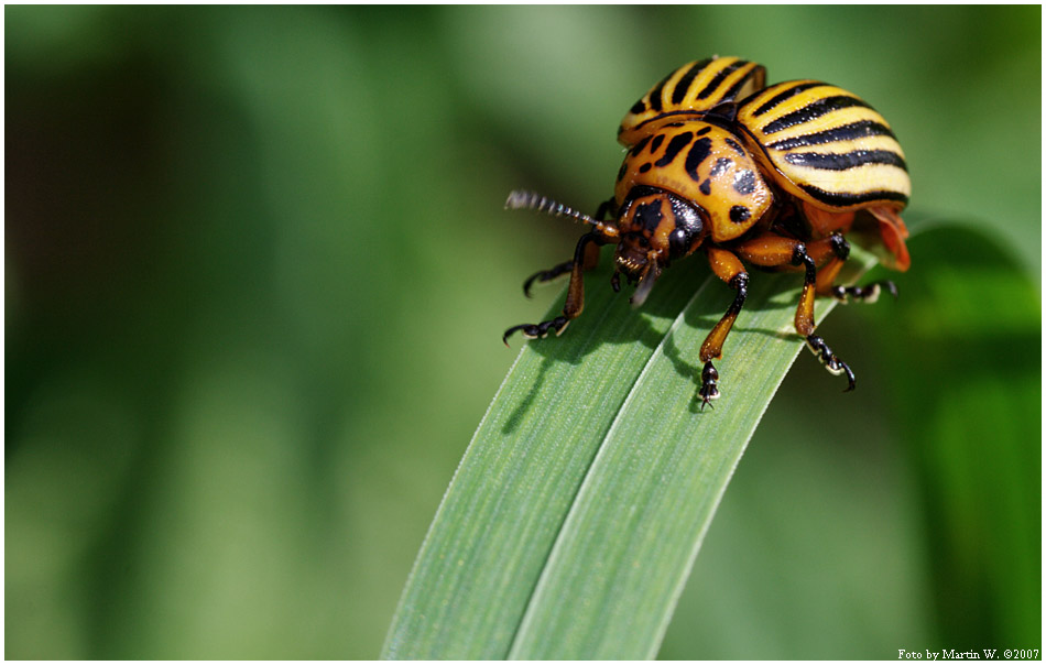 Kaefer auf Grashalm Foto & Bild | tiere, wildlife, insekten Bilder auf ...