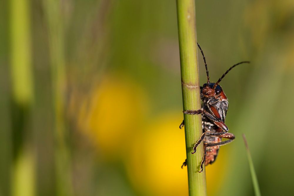 Käfer Foto & Bild | tiere, wildlife, insekten Bilder auf fotocommunity