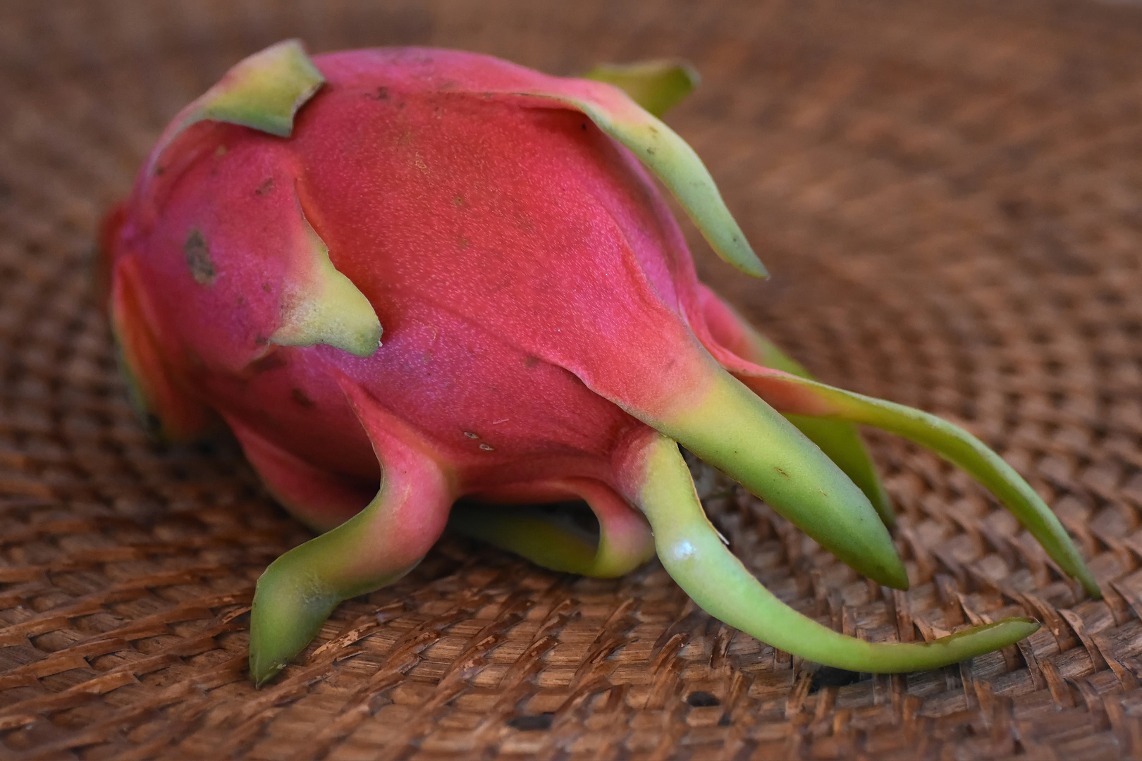 Käfer Foto & Bild | quatsch, fun und rätselecke, stillleben, food ...