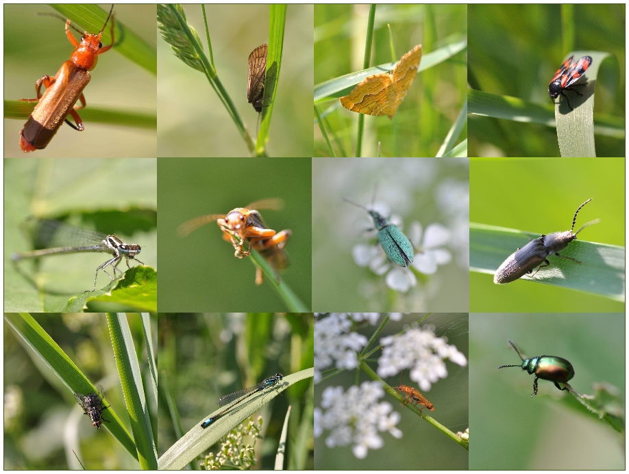 Käfer-Collage ... Wer kennt die Namen? Foto & Bild | tiere, wildlife ...