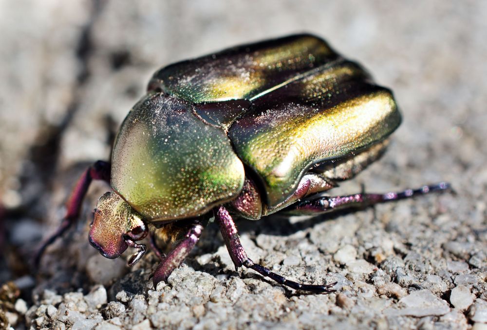 Käfer Foto & Bild | tiere, wildlife, insekten Bilder auf fotocommunity
