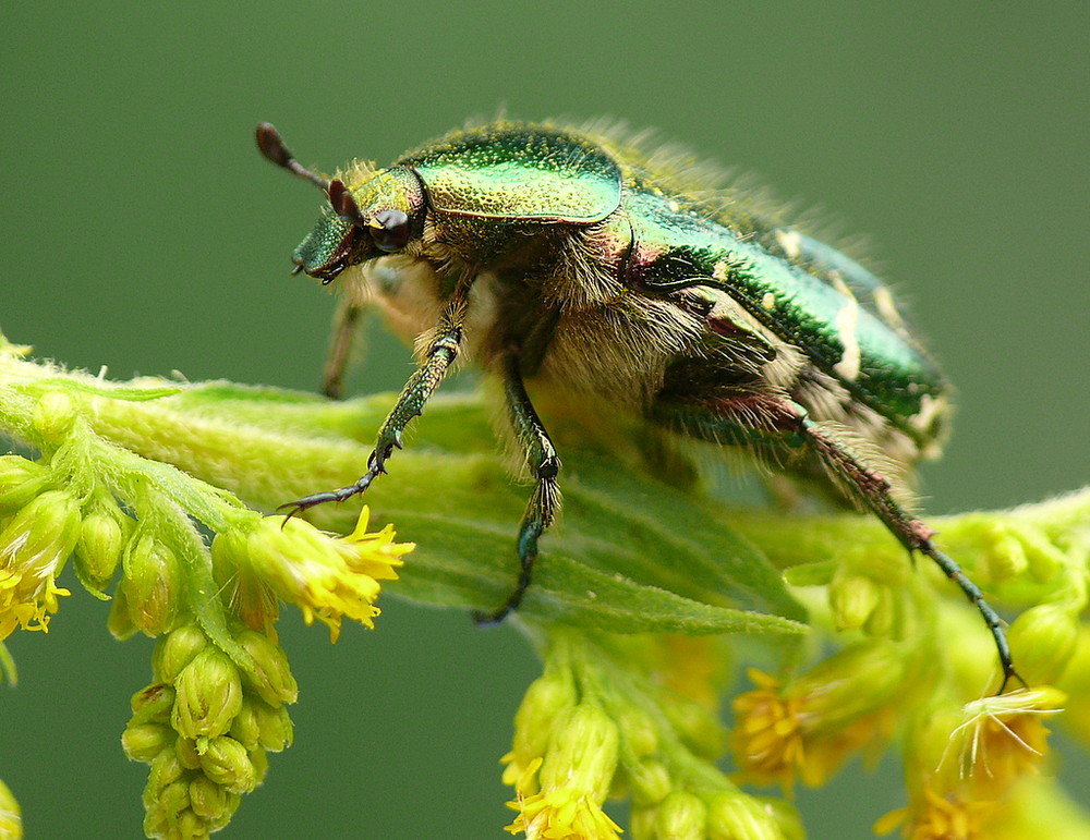Käfer de luxe... Foto & Bild | tiere, wildlife, insekten Bilder auf ...