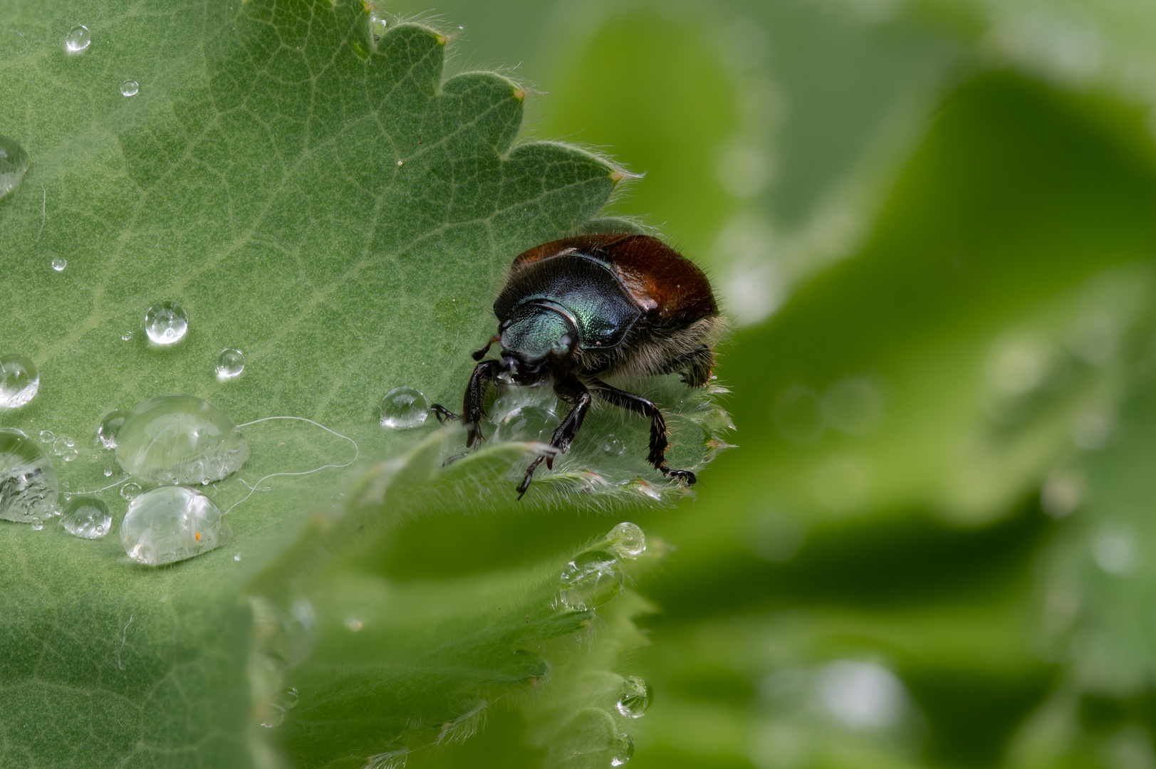 Käfer Foto & Bild | tiere, wildlife, insekten Bilder auf fotocommunity