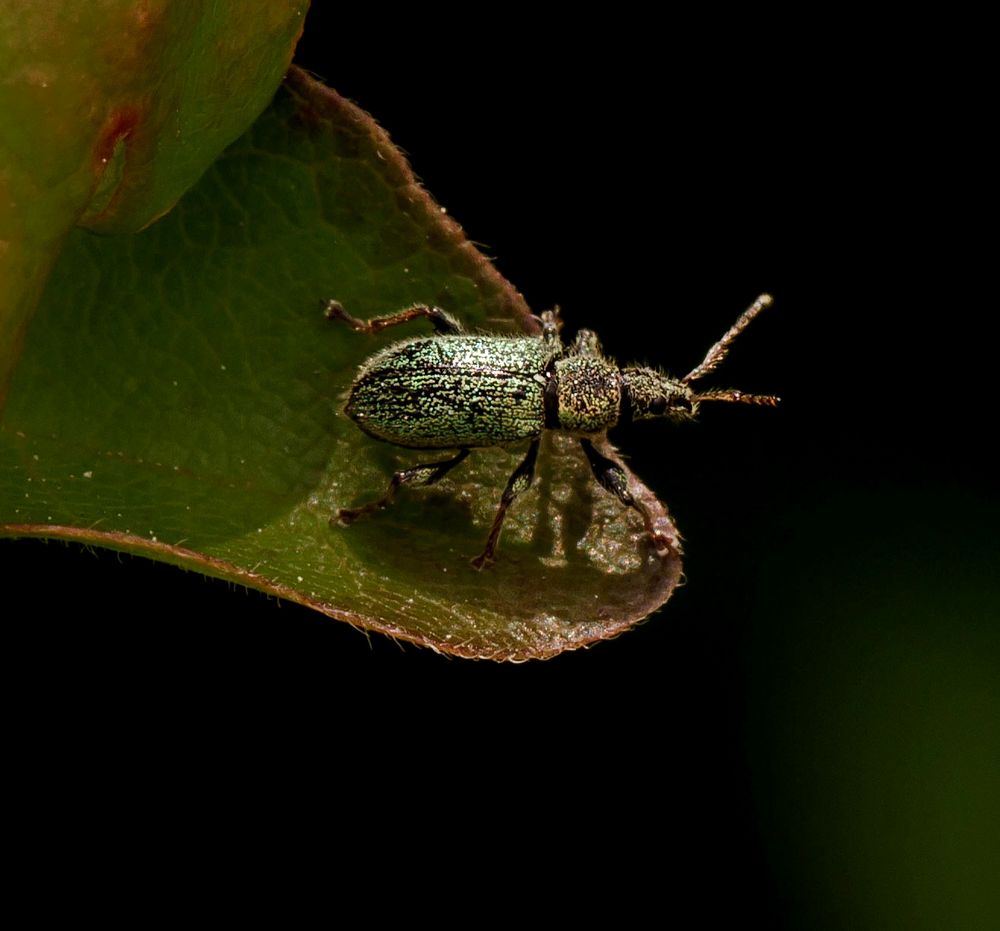 Käfer Foto & Bild | tiere, wildlife, insekten Bilder auf fotocommunity