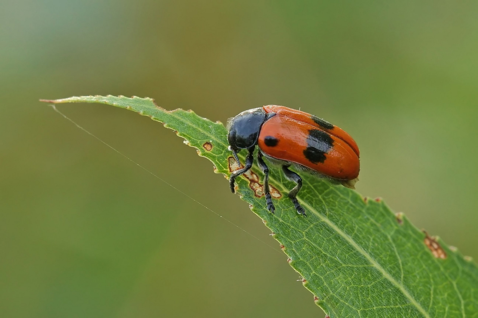 Käfer Foto & Bild | tiere, wildlife, insekten Bilder auf fotocommunity