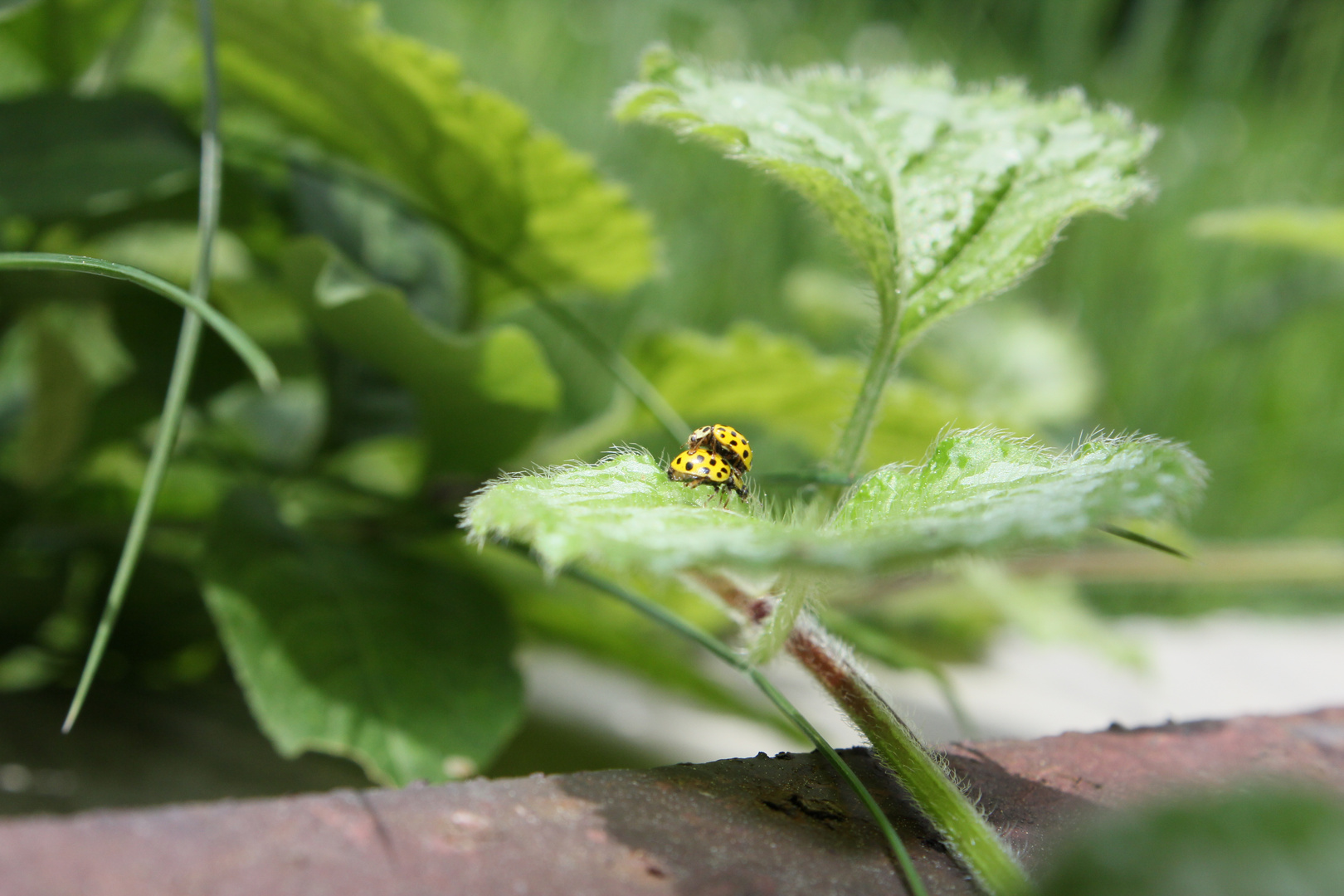 Käfer Foto & Bild | tiere, natur Bilder auf fotocommunity