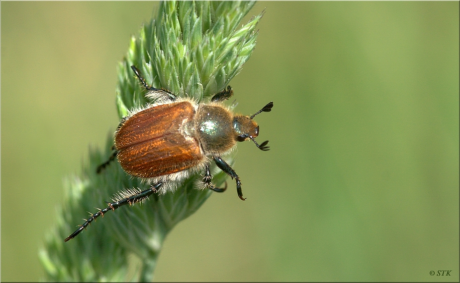 Käfer Frühsport Foto & Bild | tiere, wildlife, insekten Bilder auf ...
