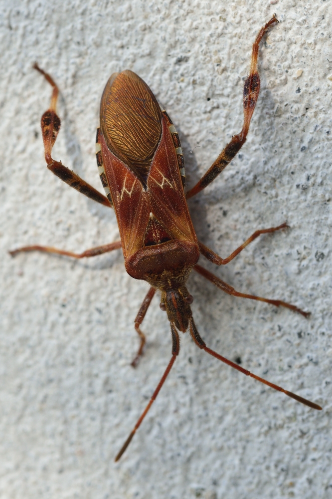 Käfer - Graphik Foto & Bild | tiere, wildlife, insekten Bilder auf ...