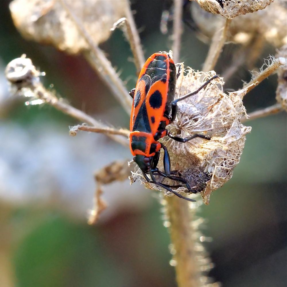 …kaefer I…. Foto & Bild | tiere, wildlife, wildlife: sonstige tiere ...