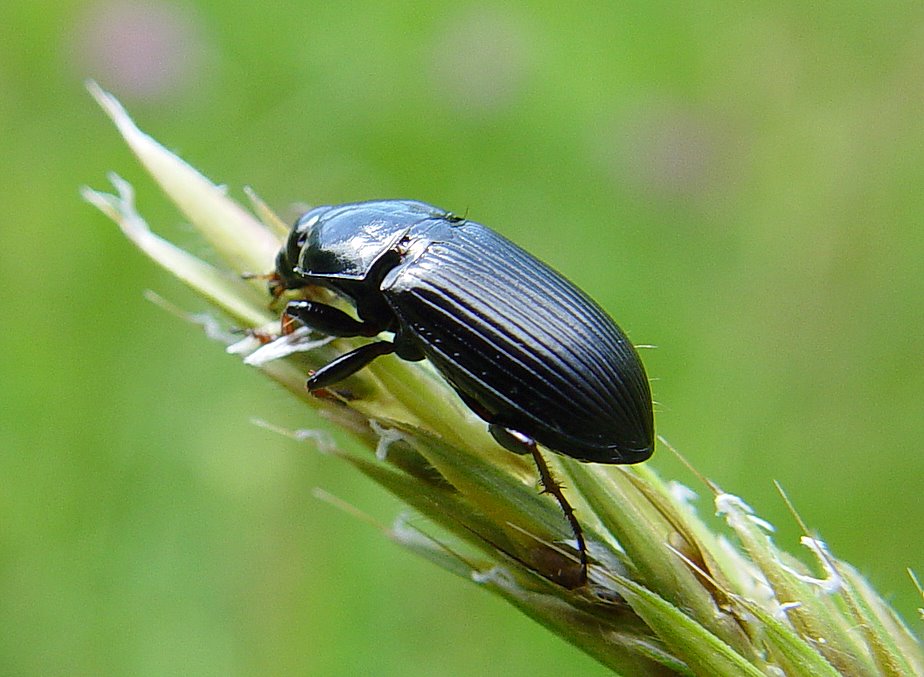 Käfer im Moor Foto & Bild | tiere, wildlife, insekten Bilder auf ...