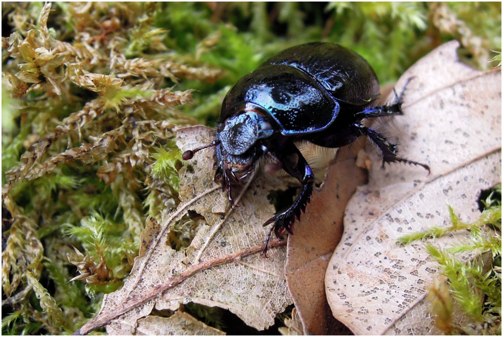 Käfer in Blau Metallic Foto & Bild | tiere, wildlife, insekten Bilder ...