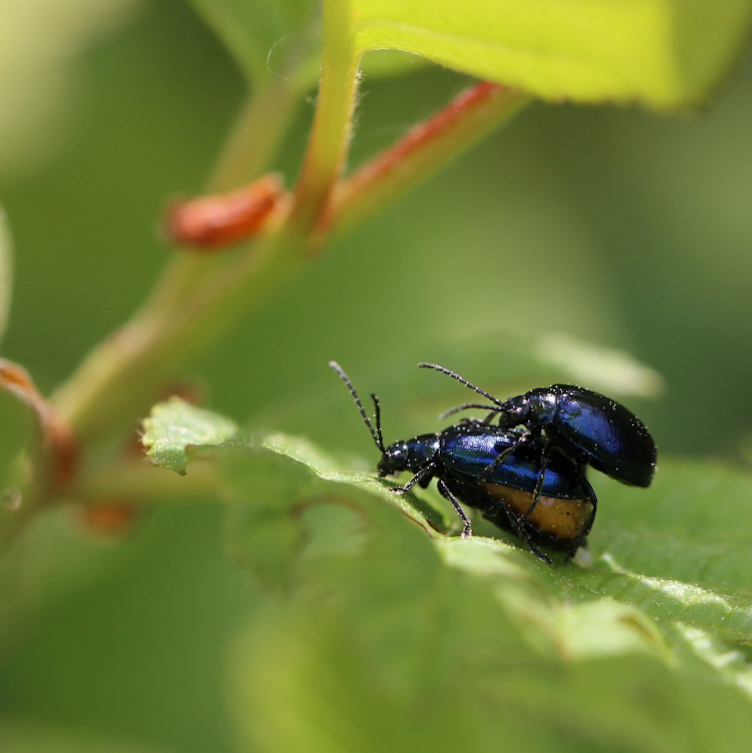 Käfer machen Käfer Foto & Bild | nah- & makro, tiere, wildlife Bilder ...