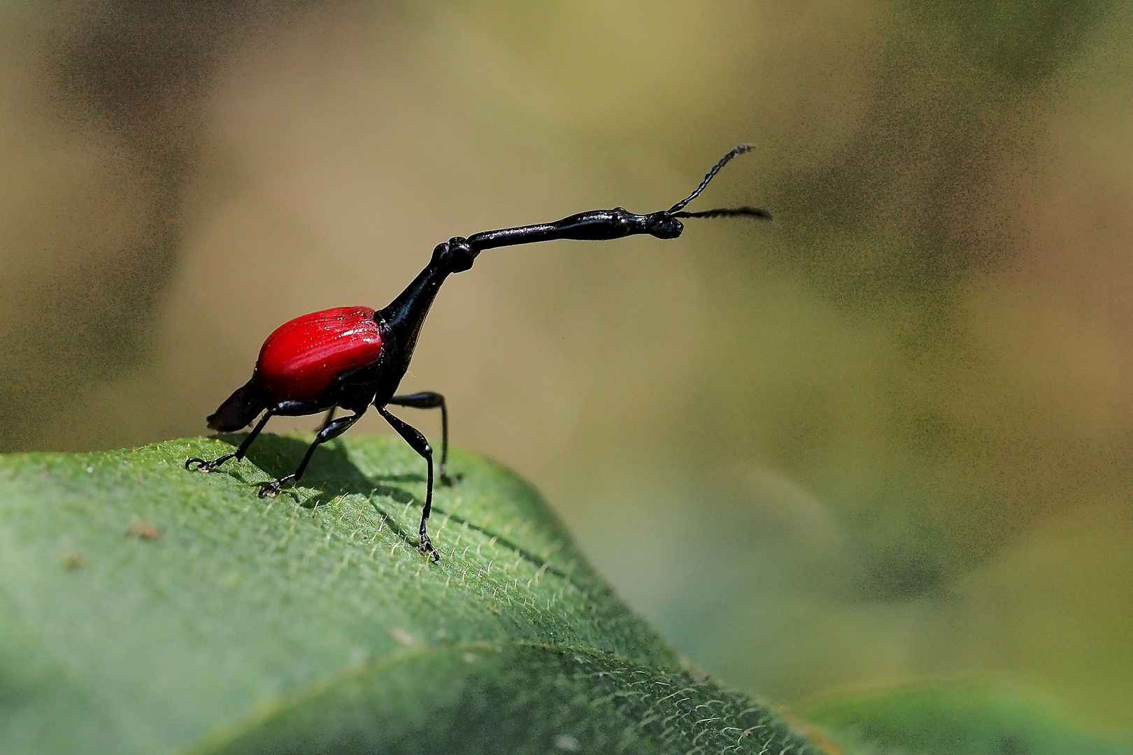 Käfer mit langem Hals Foto & Bild | africa, madagascar, eastern africa ...