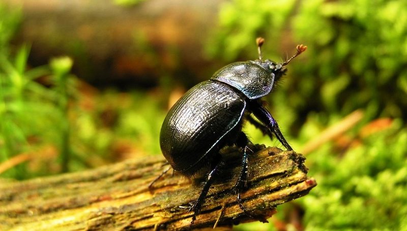 Käfer zeigt sich in voller Pracht Foto & Bild | tiere, wildlife, natur ...