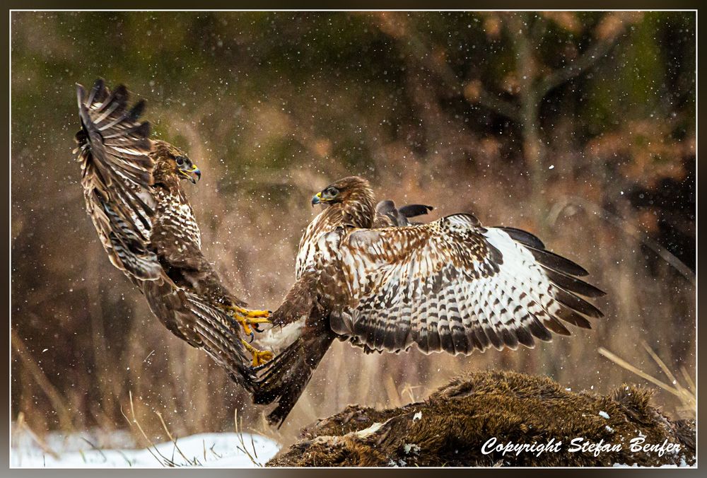 Kämpfende Bussarde 2 | Stefan Benfer Naturfoto