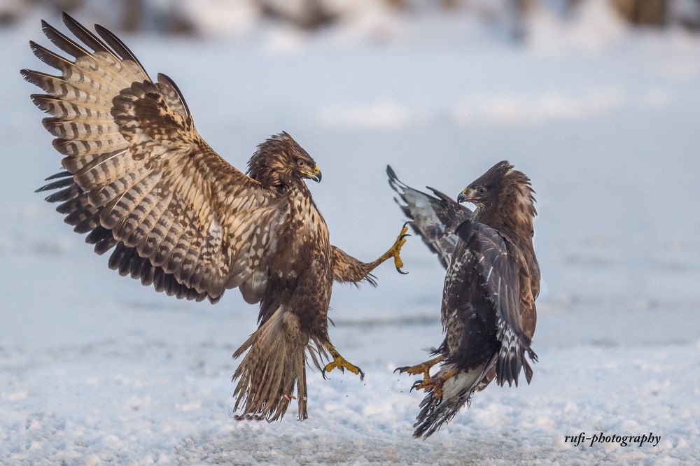 kämpfende Bussarde Foto & Bild | tiere, wildlife, wild lebende vögel ...