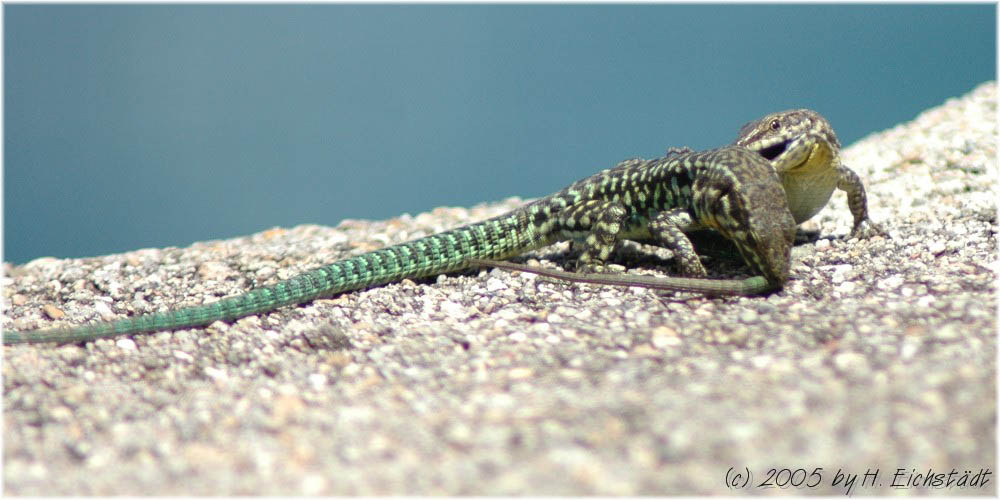 Kämpfende Echsen auf Korsika Foto & Bild | tiere, wildlife, amphibien ...