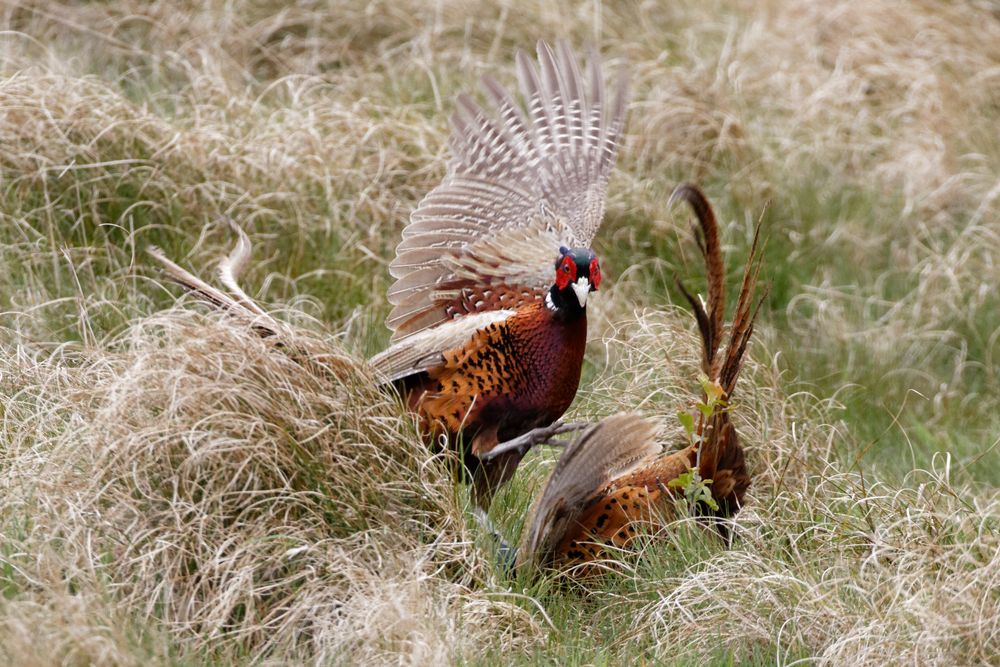 Kämpfende Fasane Foto & Bild | tiere, wildlife, wild lebende vögel ...