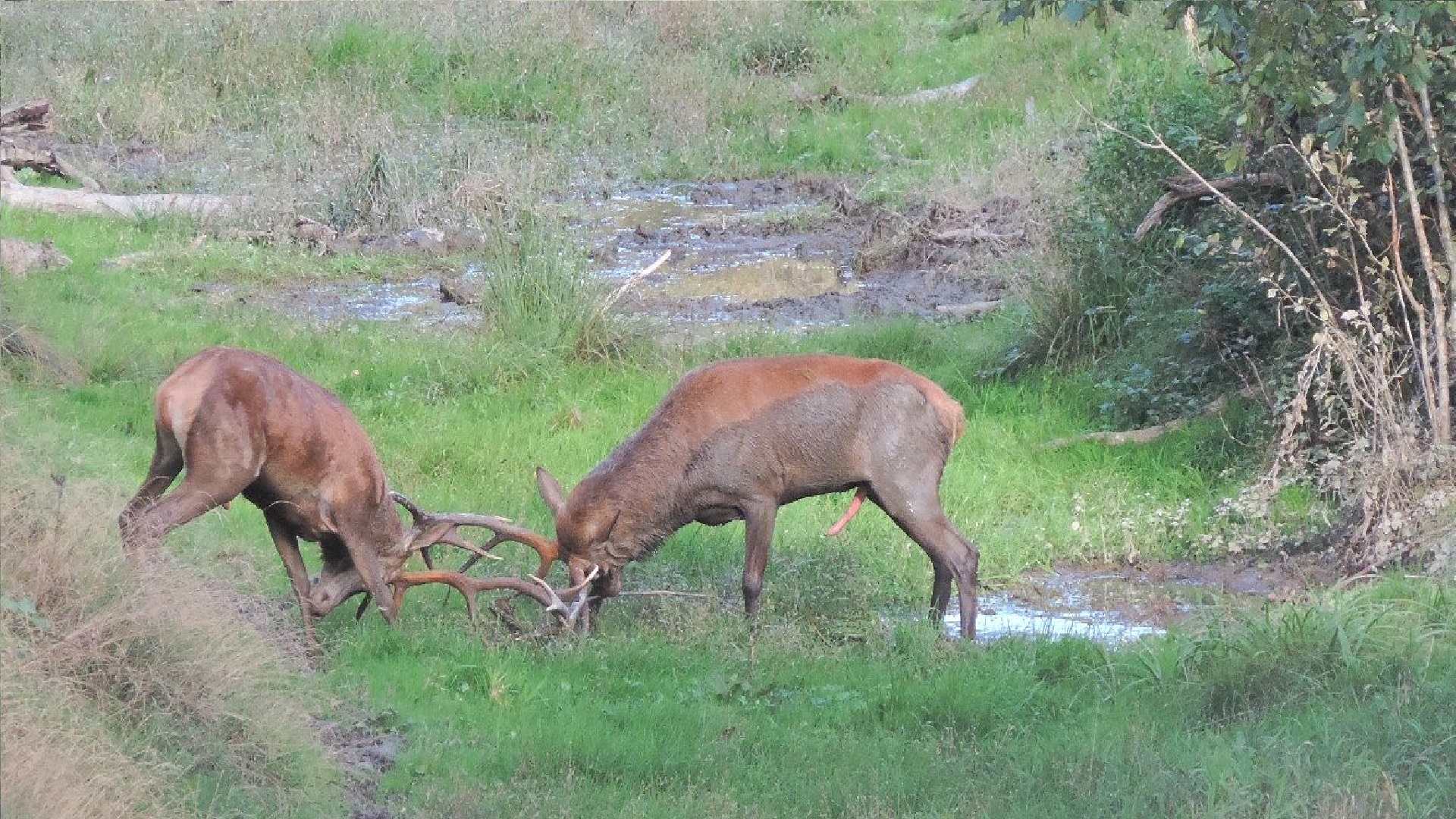 Kämpfende Hirsche Foto & Bild | tiere, wildlife, hirsche Bilder auf ...