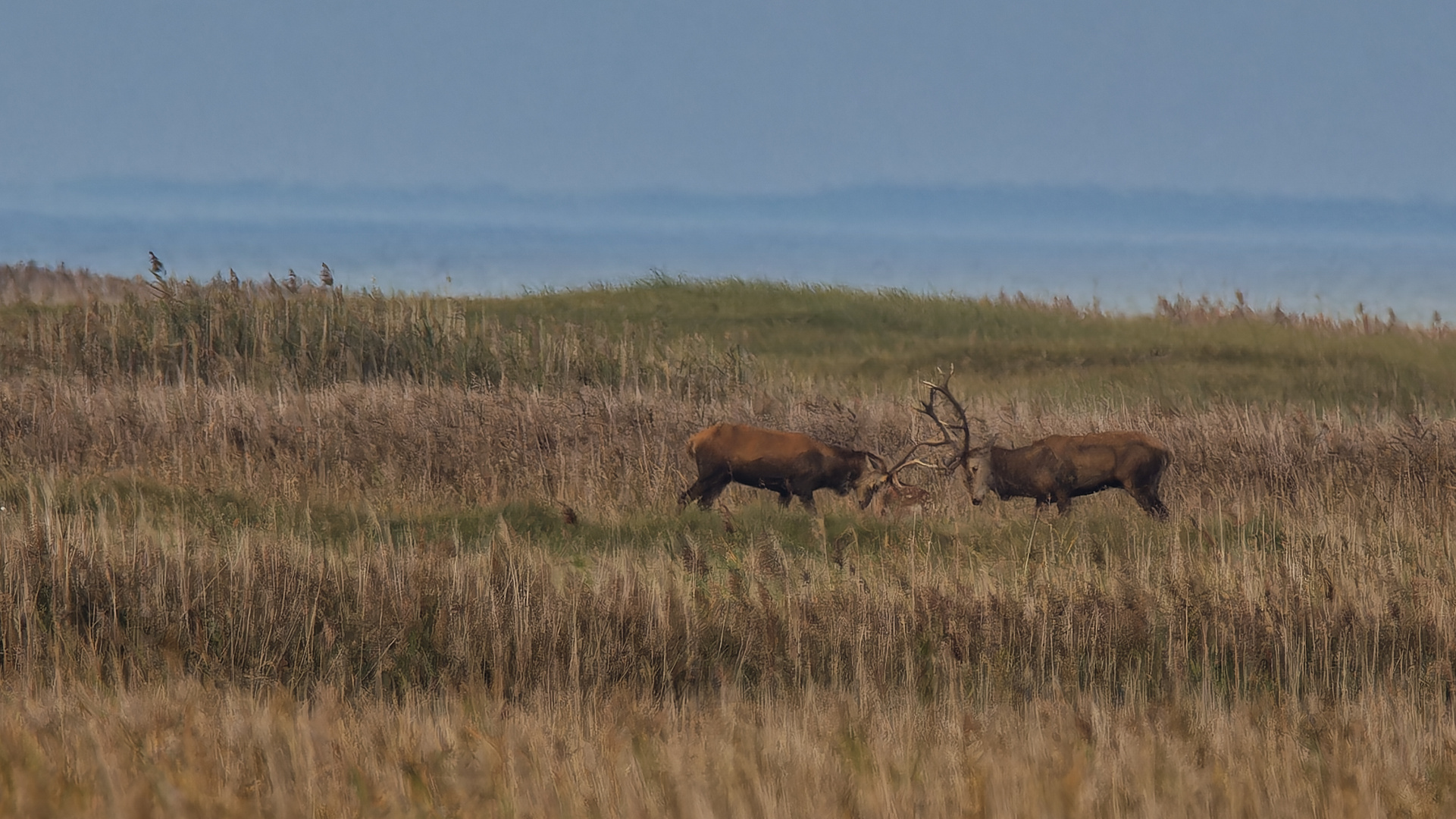 kämpfende Hirsche im Schilfgras Foto & Bild | tiere, wildlife ...