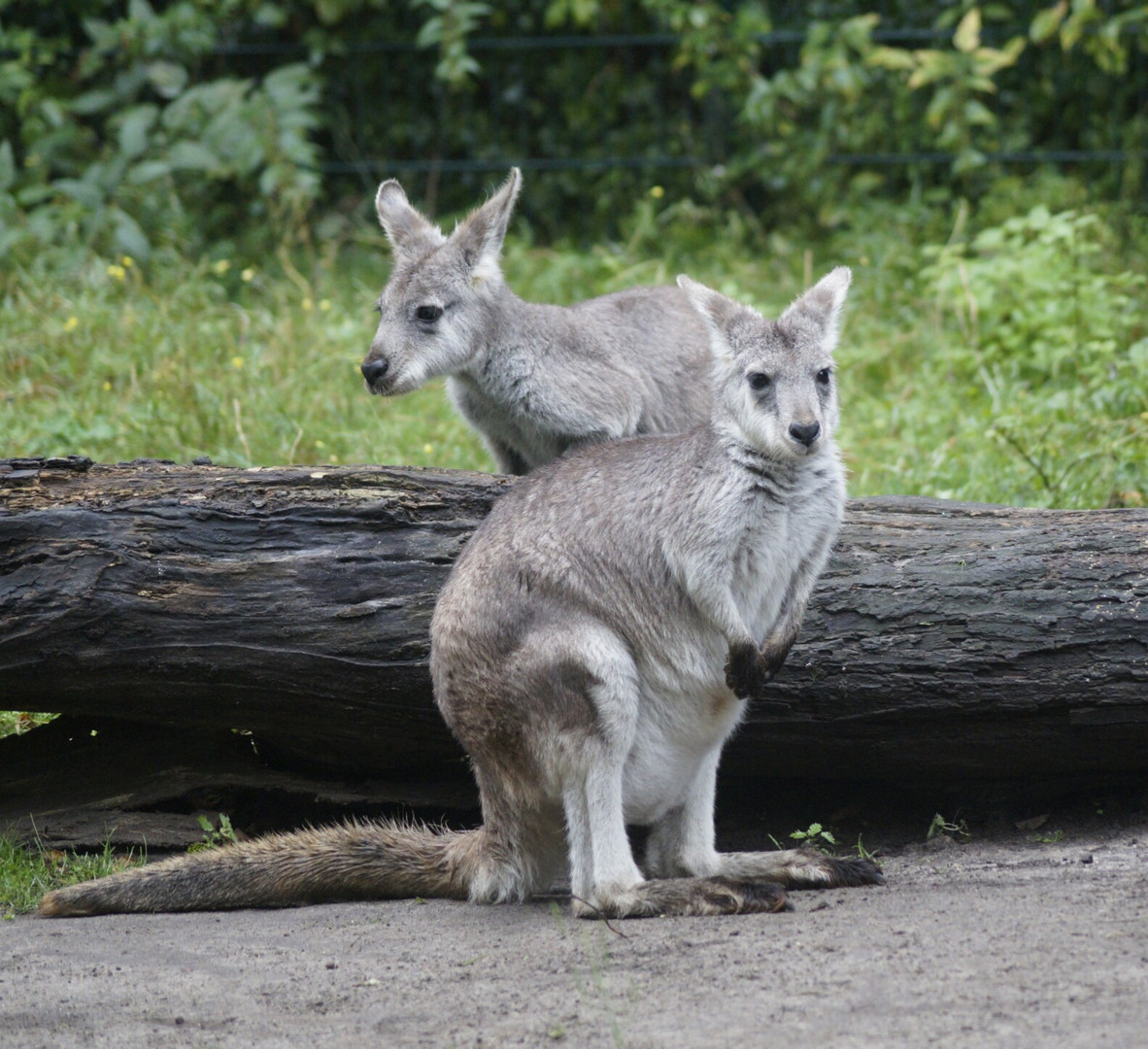 Kängurus Foto & Bild | känguru, tier Bilder auf fotocommunity