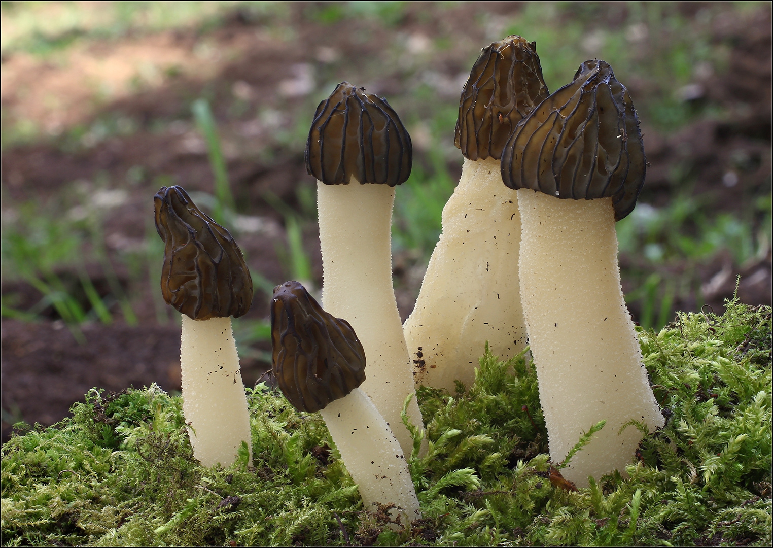 Käppchen-Morchel (Morchella gigas) Foto & Bild | pflanzen, pilze ...