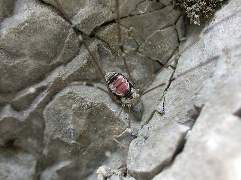 Kärntner Weberknecht Foto & Bild | tiere, wildlife, spinnen Bilder auf ...