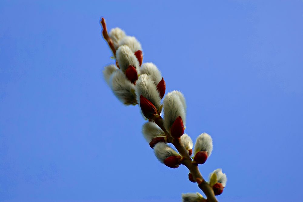 Kätzchen Foto & Bild | pflanzen, pilze & flechten, blüten ...