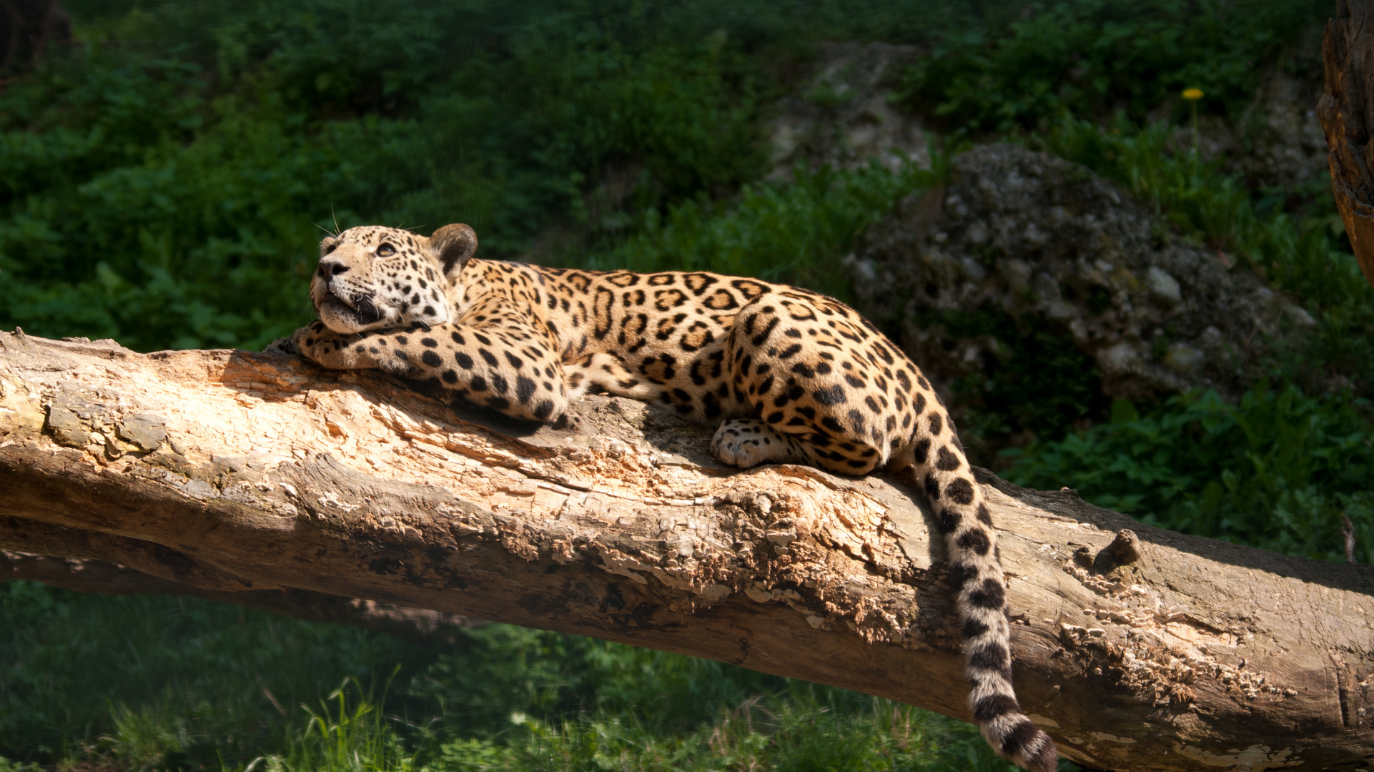 Kätzchen Foto & Bild | tiere, natur Bilder auf fotocommunity