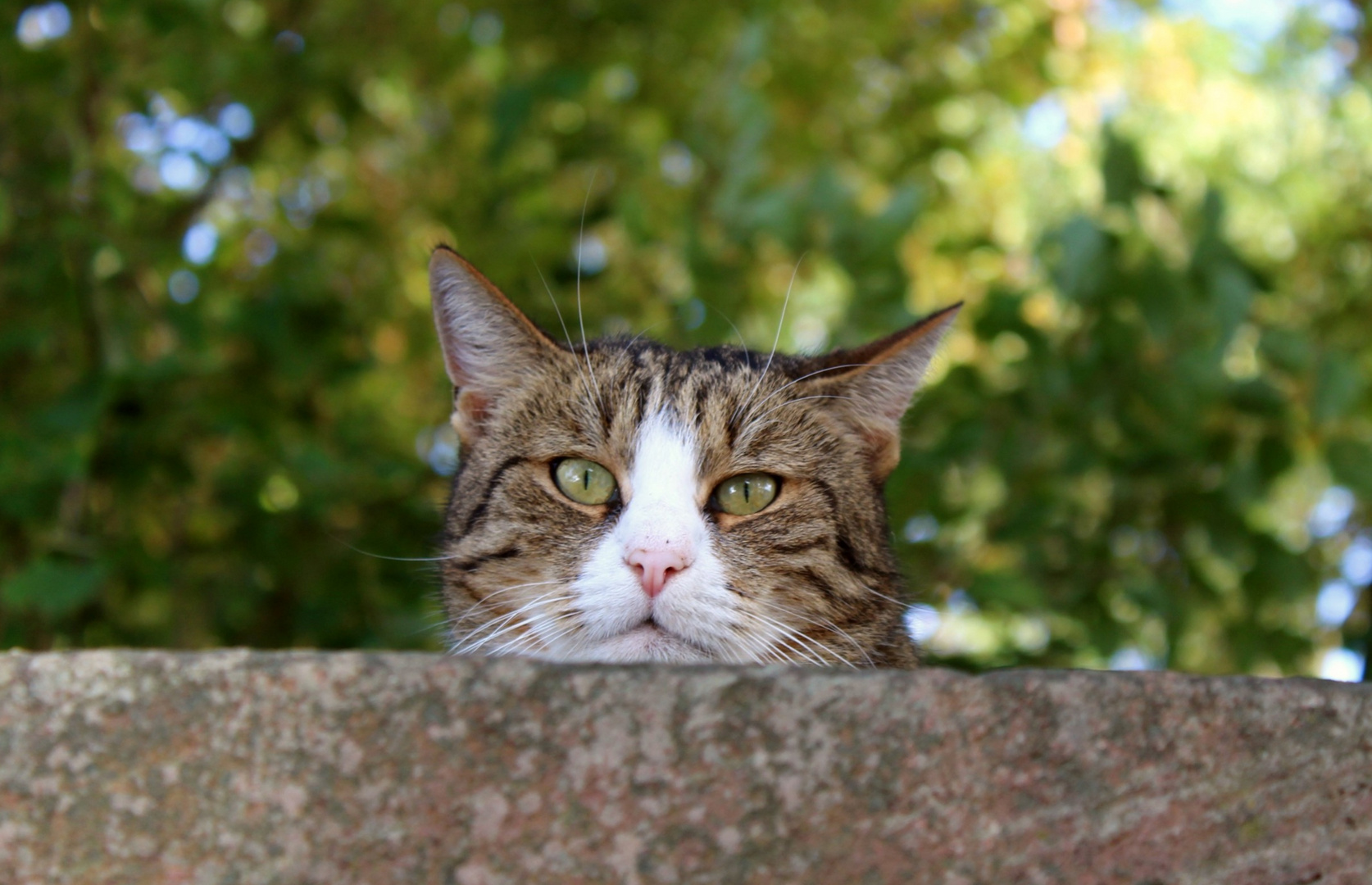 Kätzchen Foto & Bild | tiere, haustiere, katzen Bilder auf fotocommunity