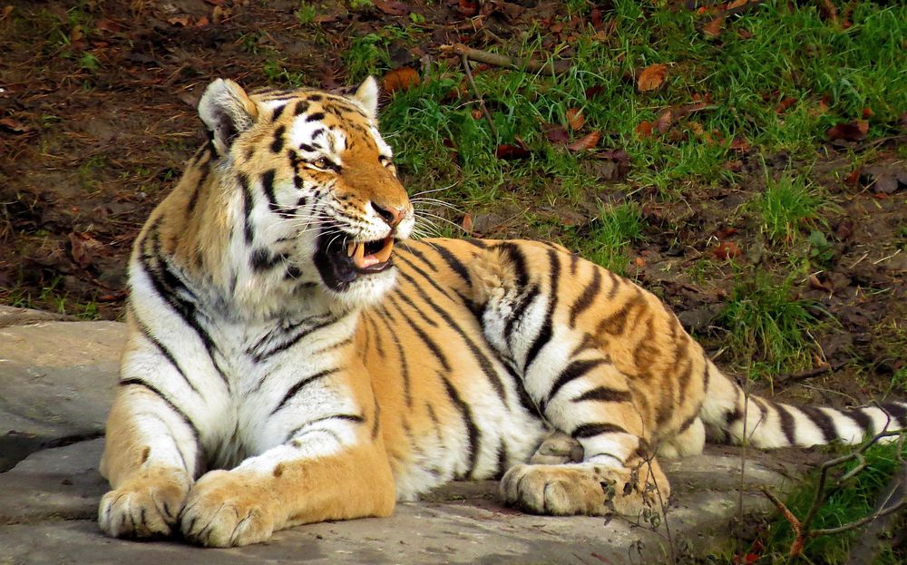 Kätzchen..... Foto & Bild | fotos, natur, zoo Bilder auf fotocommunity
